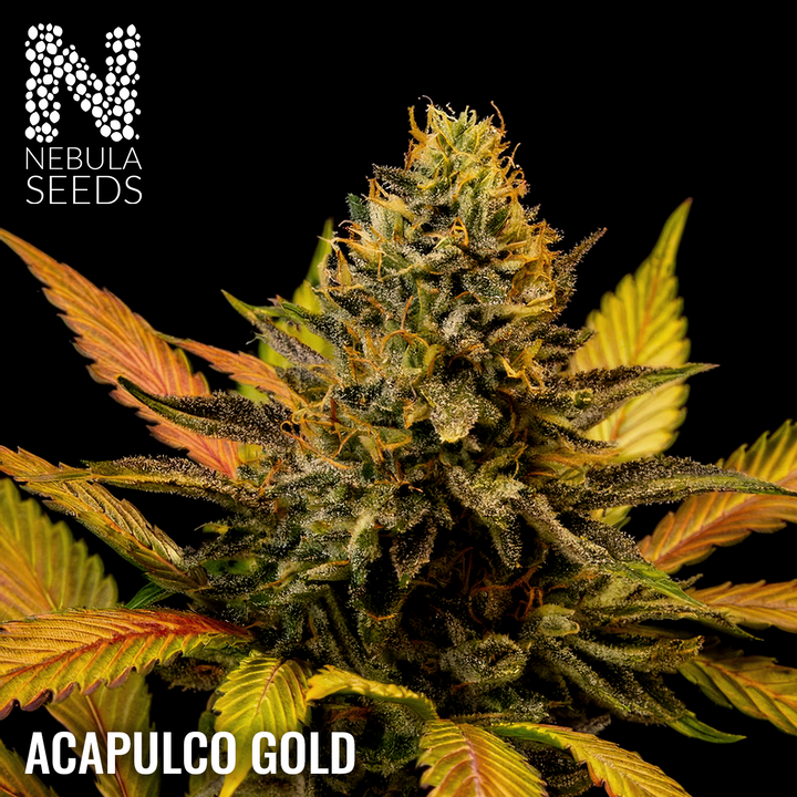 Feminized Seeds – Nebula Seeds