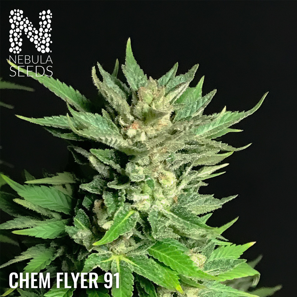 Chem Flyer 91 Feminized – Nebula Seeds