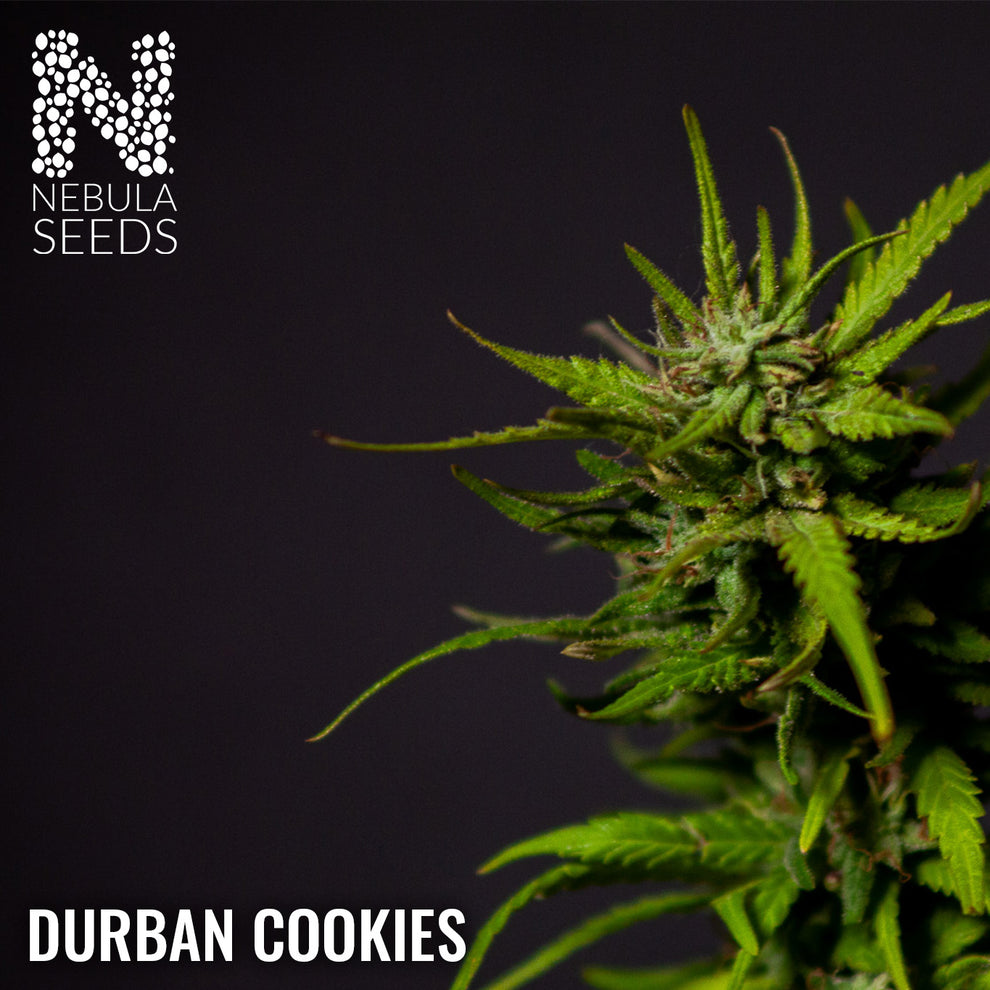 Durban Cookies Regular – Nebula Seeds