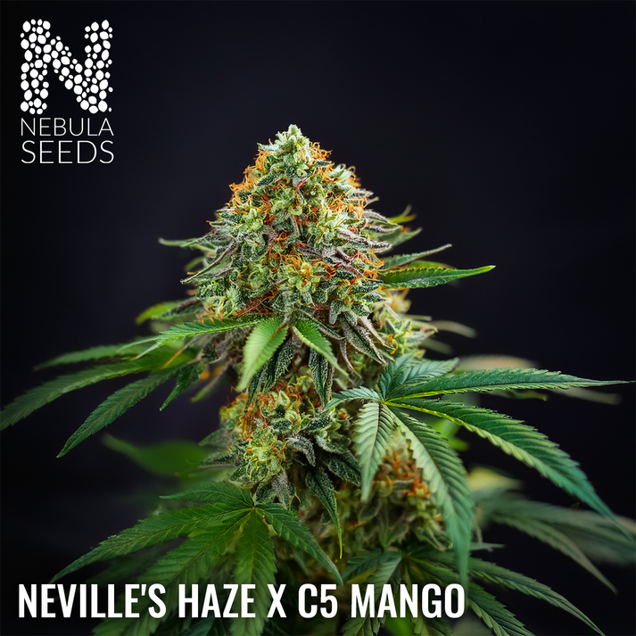 Neville's Haze x C5 Mango Feminized – Nebula Seeds