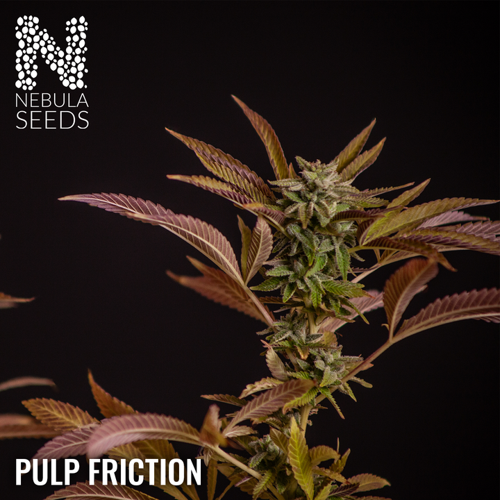 Feminized Seeds – Nebula Seeds