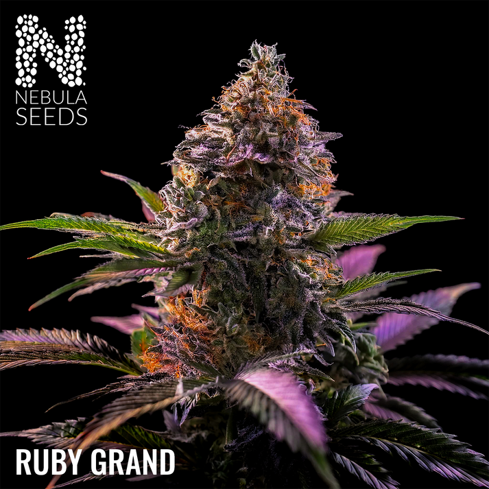 Ruby Grand Feminized – Nebula Seeds