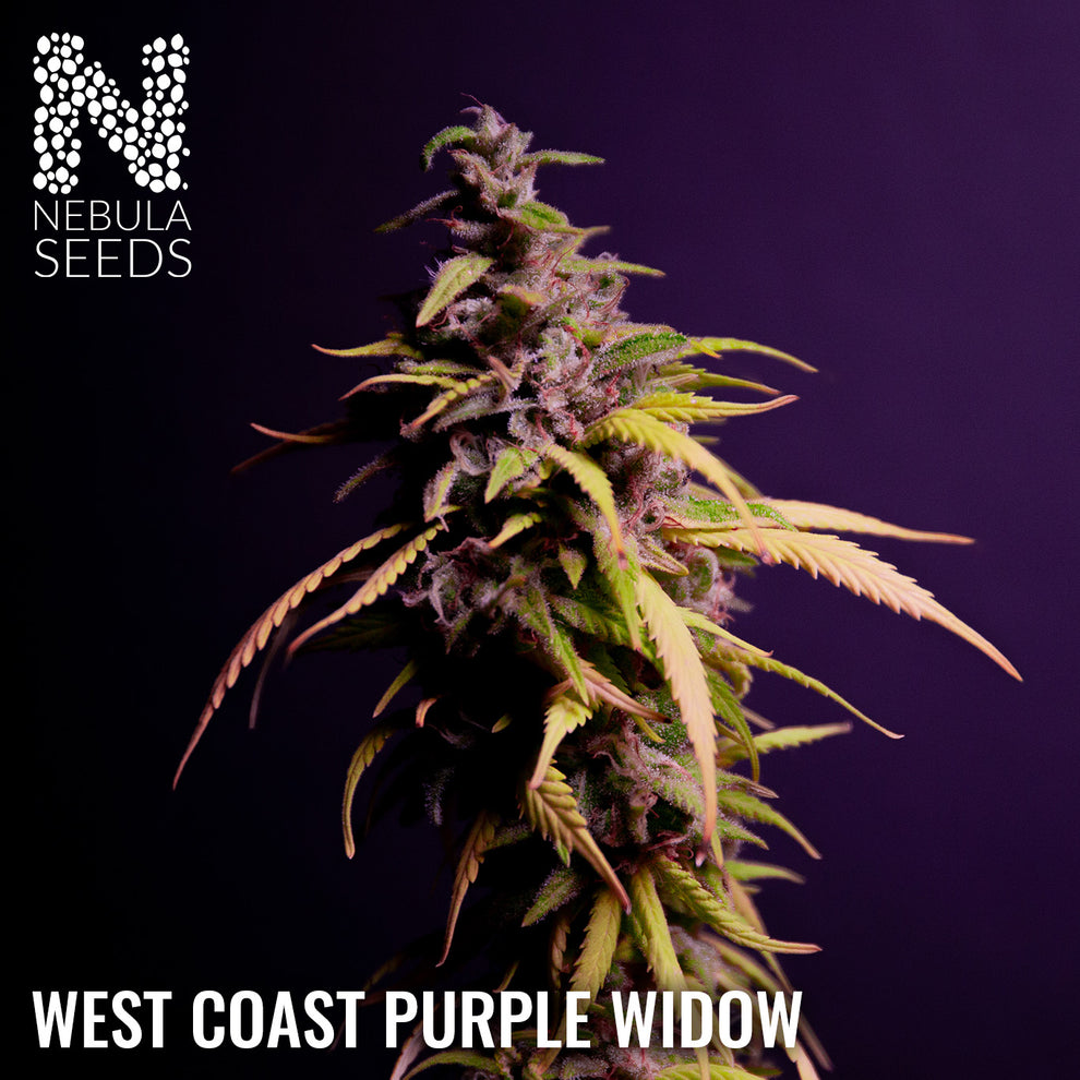 West Coast Purple Widow Feminized – Nebula Seeds
